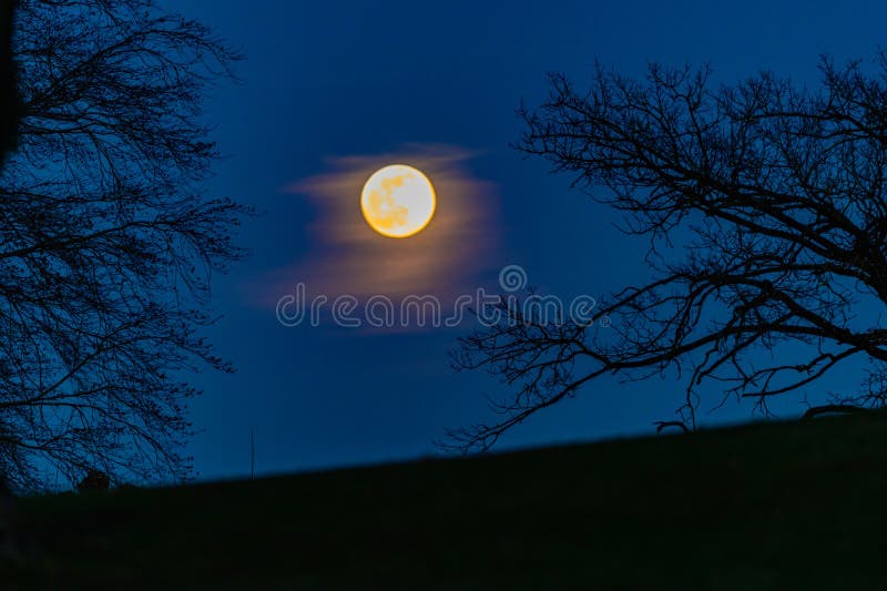 Full Moon Behind Trees in the Park of Enns Stock Image - Image of black ...