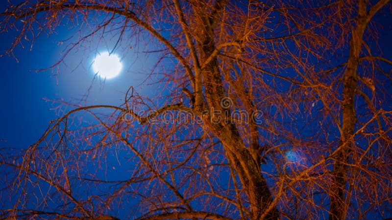 Full moon behind the trees stock photo. Image of beautiful - 178529950