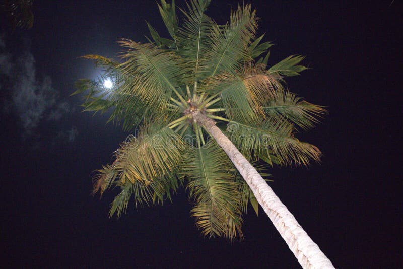 Full Moon Behing a Coconut Tree Stock Image - Image of moon, full ...