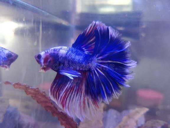 Full moon betta fish stock image. Image of full, fish - 112369249