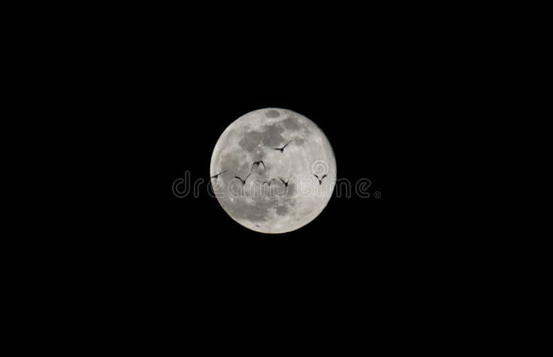 Full Moon. Birds in Flight Pass through the Moon Stock Image - Image of ...