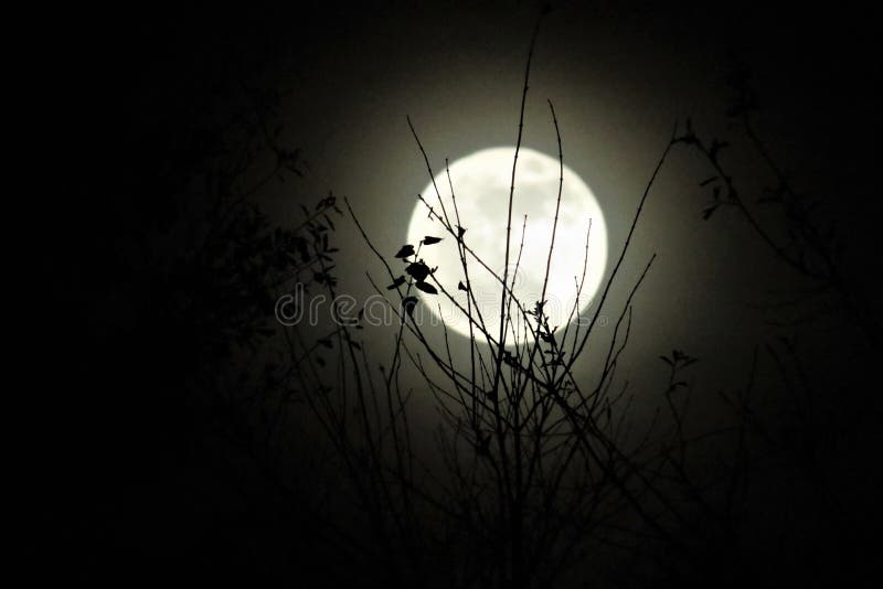 Full Moon with Branches in Horizontal Orientation Stock Image - Image ...
