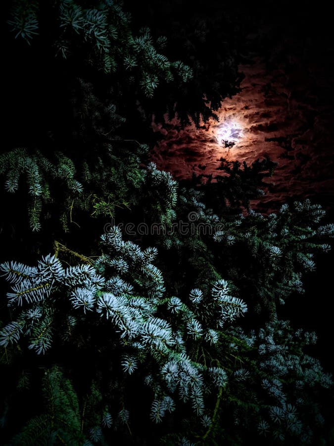 The Full Moon through the Clouds Framed by a Pine Tree Stock Image ...