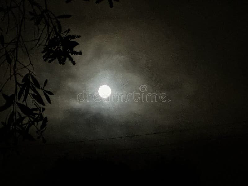 Full Moon Highlights Leaves on a Tree Stock Photo - Image of clouds ...