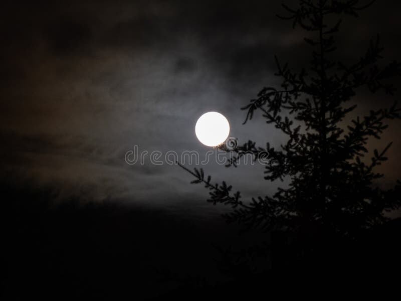 Full Moon through Clouds and Pine Tree Stock Image - Image of design ...