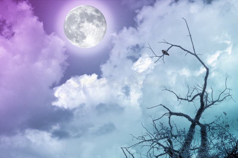 Full Moon in Cloudy Sky with Bare Branches and Small Bird. Moon Image ...