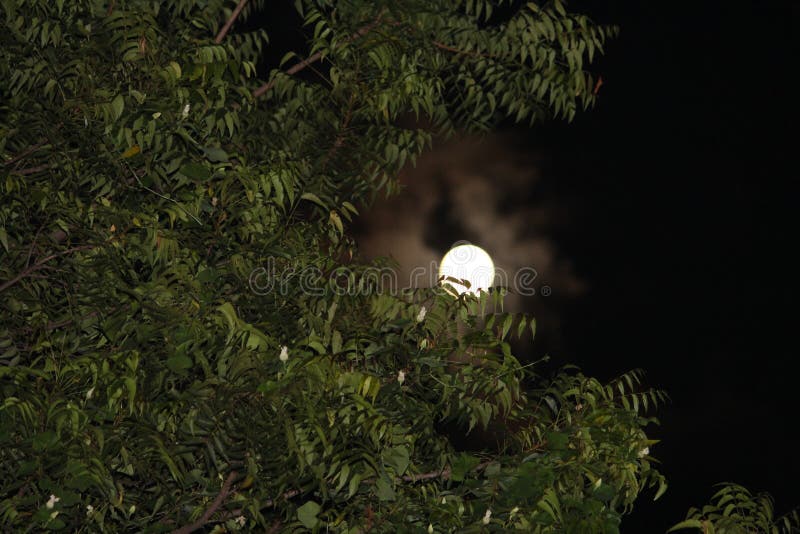 The Full Moon on a Dark Night Partially Hidden Behind the Tree Stock ...