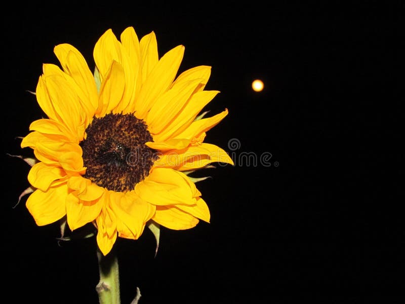 Sunflower and the Moon at Dusk Stock Image - Image of dusk, sunset ...