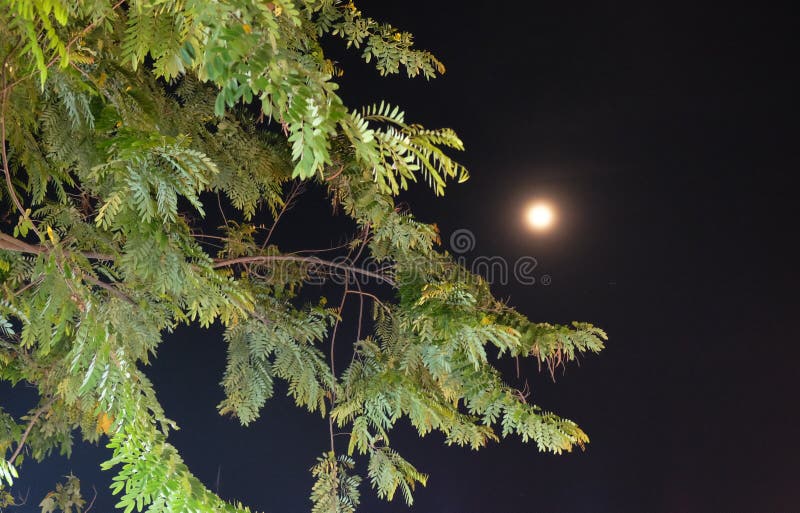 A Full Moon Emits Light in the Night Sky. Moonlight Shines through the ...