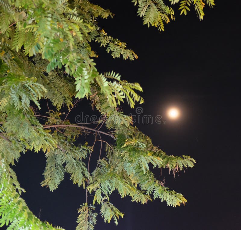 A Full Moon Emits Light in the Night Sky. Moonlight Shines through the ...