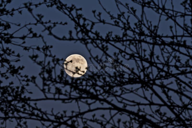 Full Moon through the Branches of Trees Stock Photo - Image of bright ...