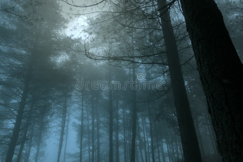 Full moon forest stock photo. Image of moonlight, morning - 30744036