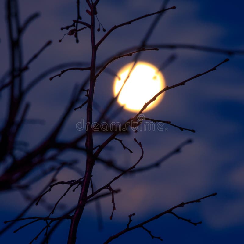 Full Moon Glowing Brightly in the Night Sky Beaming through the ...