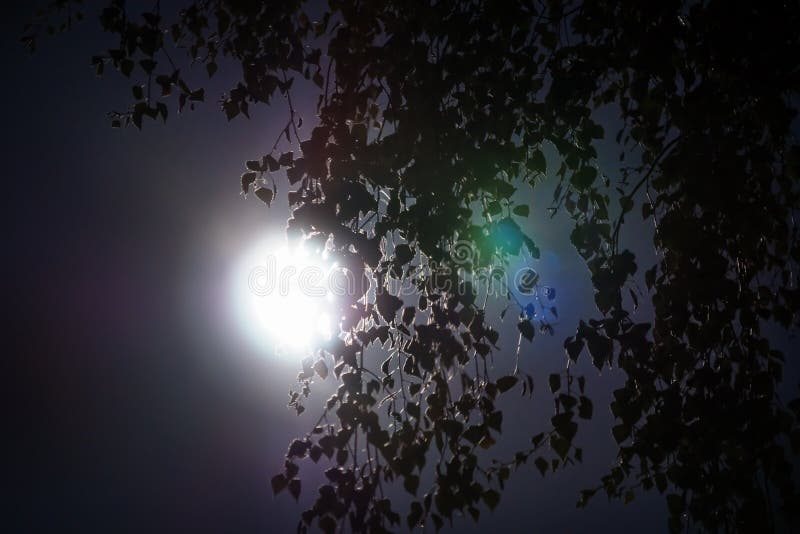 Full Moon Glowing with Leaves at the Right Side and Covering the Right ...