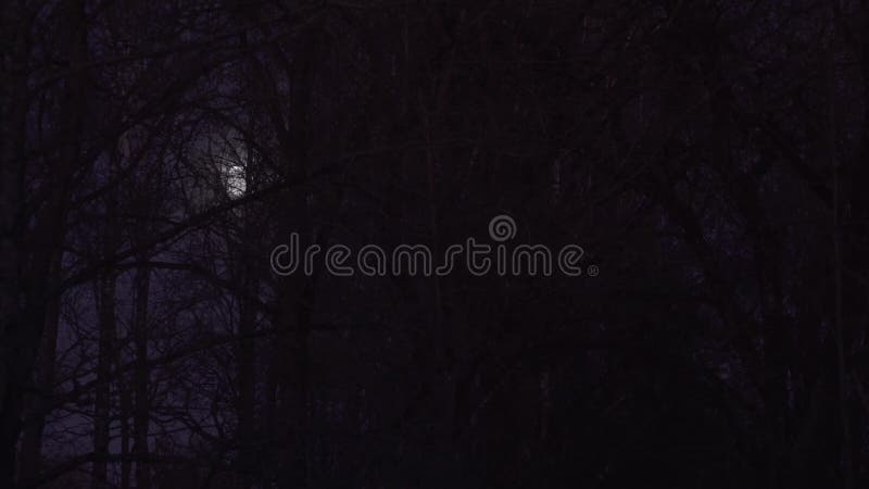 Full Moon Glows Behind Bare Tree Branches on a Quiet Dark Night Stock ...