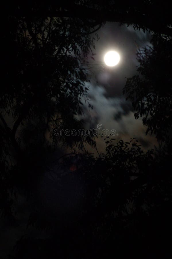 A Full Moon with Gum Leaves Silhouetted in the Foreground Stock Photo ...