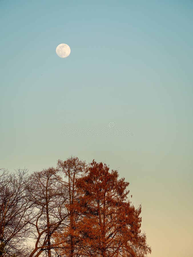 Full Moon Hanging Above the Trees at Sunset Stock Photo - Image of dusk ...
