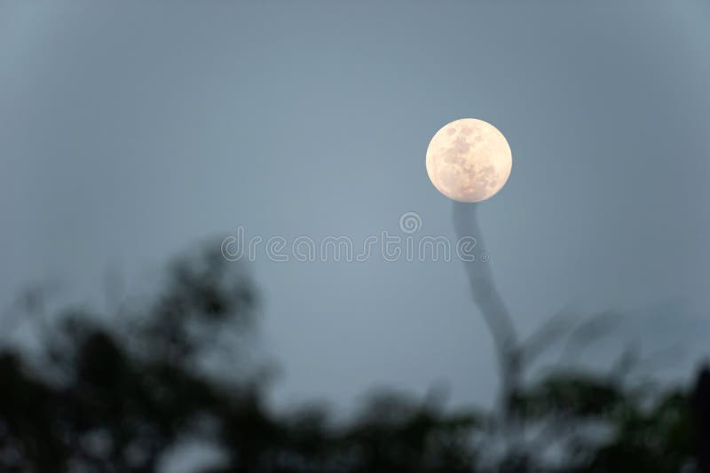 Full Moon Hanging on the Bare Tree Stock Image - Image of landscape ...