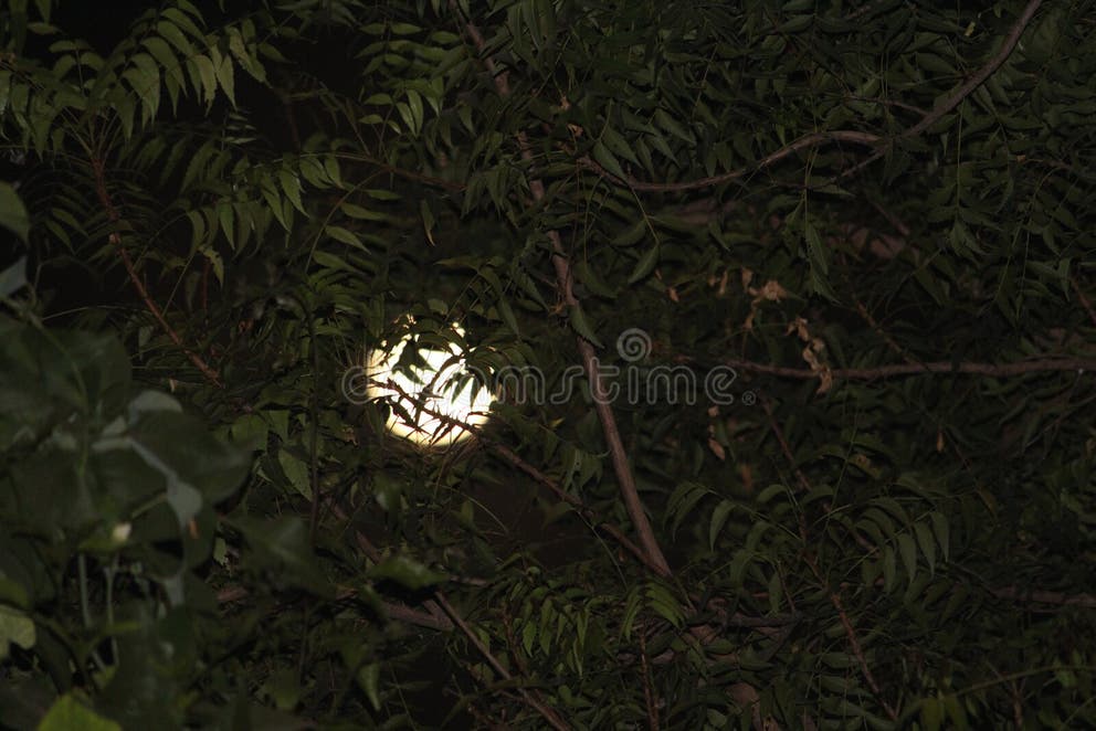 Full Moon Hidden Behind the Leaves of a Tree Stock Image - Image of ...