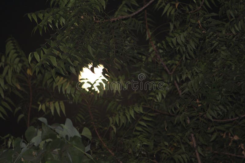 Full Moon Behind the Tree Leaves on a Dark Night Stock Photo - Image of ...