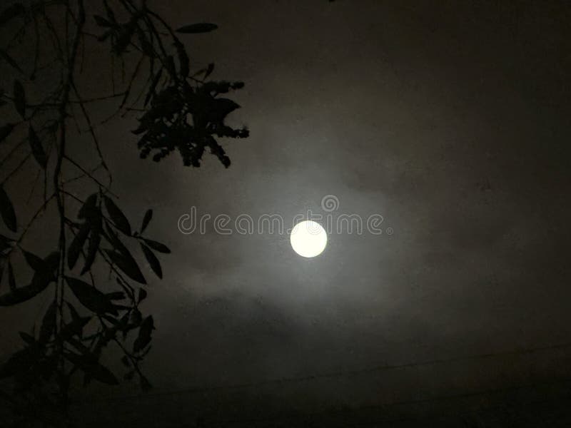 Full Moon Highlights Leaves on a Tree Stock Image - Image of full, tree ...