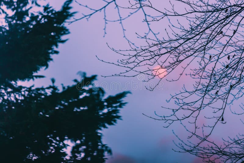 Full Moon Illuminated Against a Backdrop of a Pink Sky with Trees in ...
