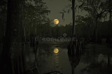 Full Moon Illuminating a Swamp at Night. Stock Image - Image of ...