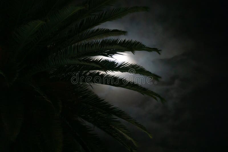 Full Moon Light Behind Tree Stock Image - Image of light, tree: 177174991