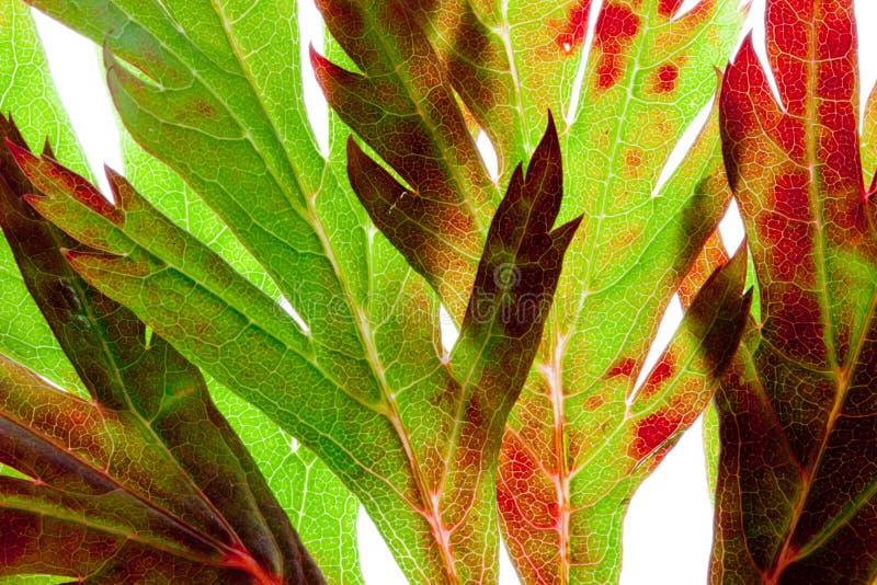 Full Moon Maple stock image. Image of details, japonicum - 21506557