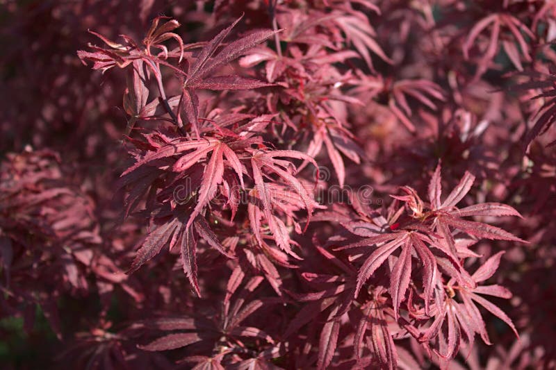 Full Moon Maple in the Garden Stock Photo - Image of moon, maple: 181271462