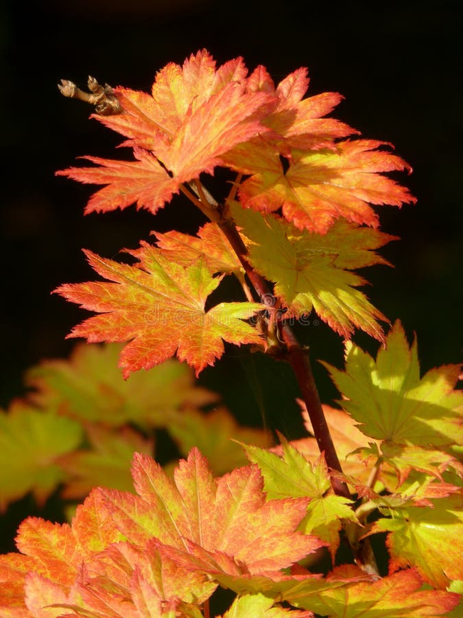 Full Moon Maple Leaves stock image. Image of leaves, sunlit - 25874481