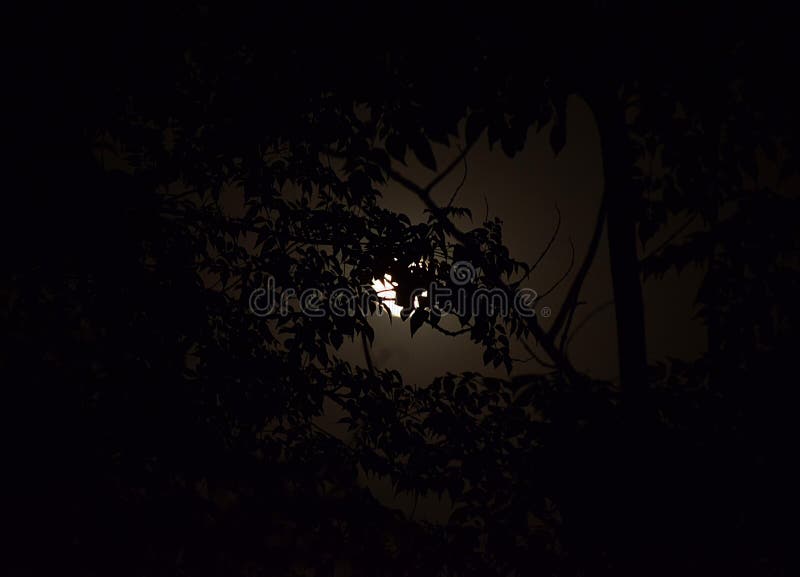 Full Moon with Moonlight Behind Tree Stock Image - Image of darkness ...