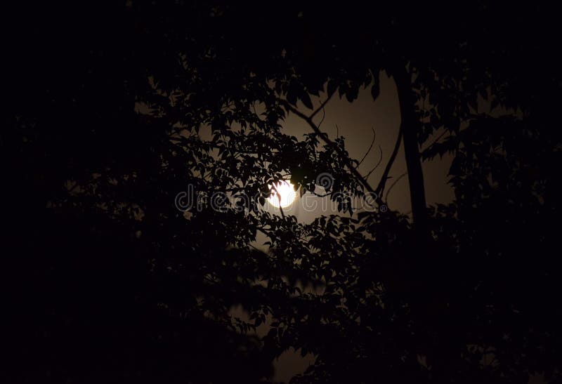Moonlight Behind a Pine Tree Stock Image - Image of desert, erosion ...