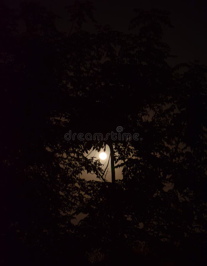 Full Moon with Moonlight Behind Tree Stock Image - Image of silver ...