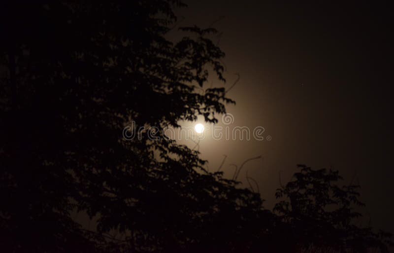 Moonlight Behind a Pine Tree Stock Image - Image of desert, erosion ...