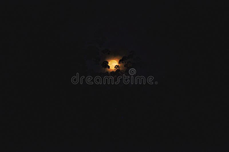 Full Moon Night Black Tree, Shadow Tree Stock Photo - Image of ...