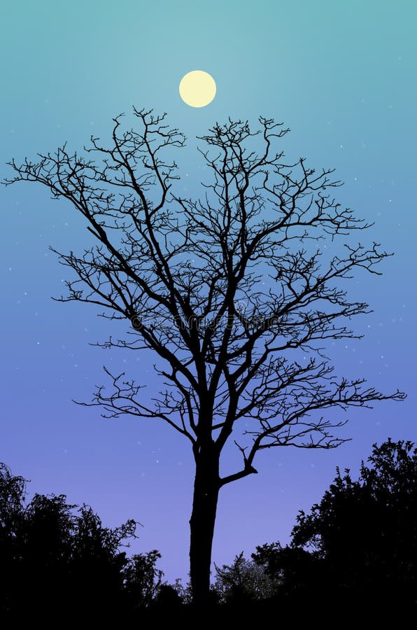 Shadow of Old Big Tree in Full Moon Night Stock Photo - Image of ...
