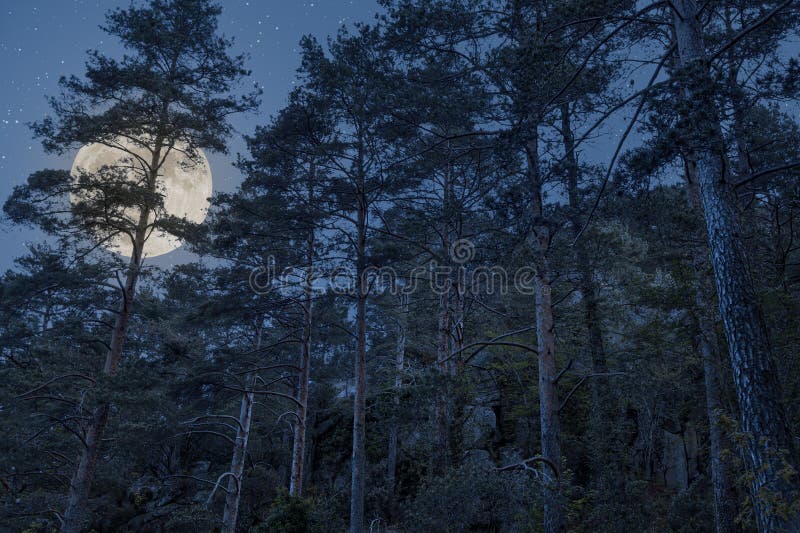 1,505 Full Moon Woods Stock Photos - Free & Royalty-Free Stock Photos ...