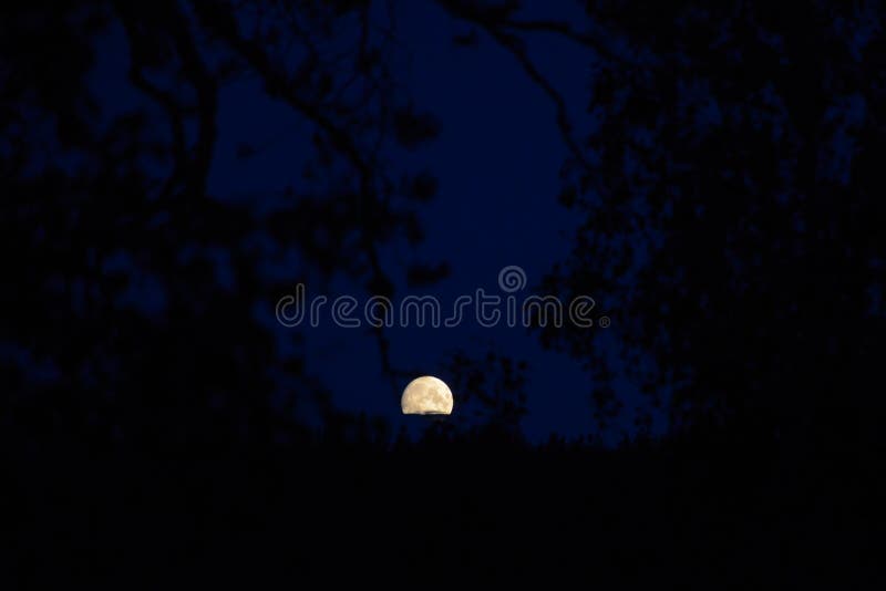Full Moon in Night Sky among the Tree Branches. Beautiful Night Nature ...