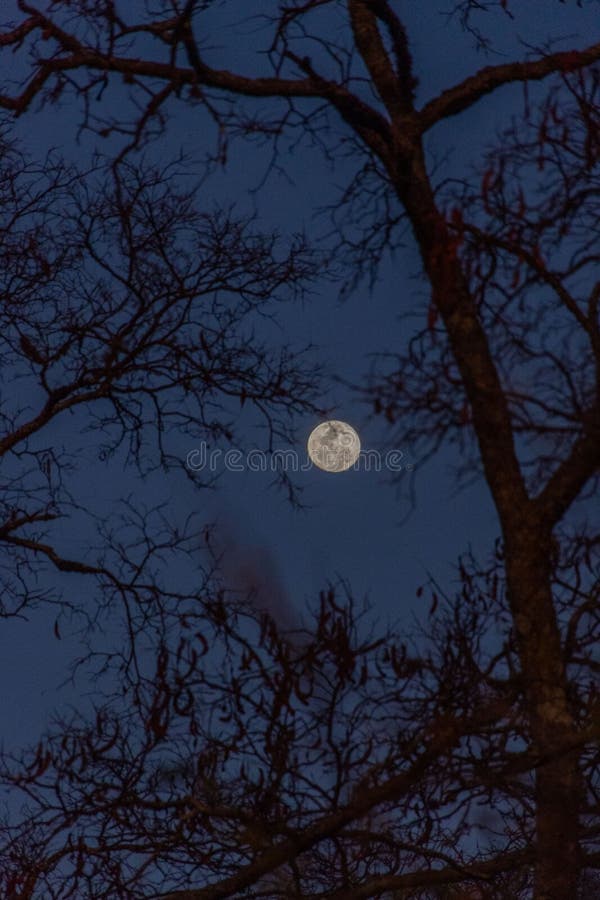 Full Moon in the Night Sky from the Tree Branches Stock Image - Image ...