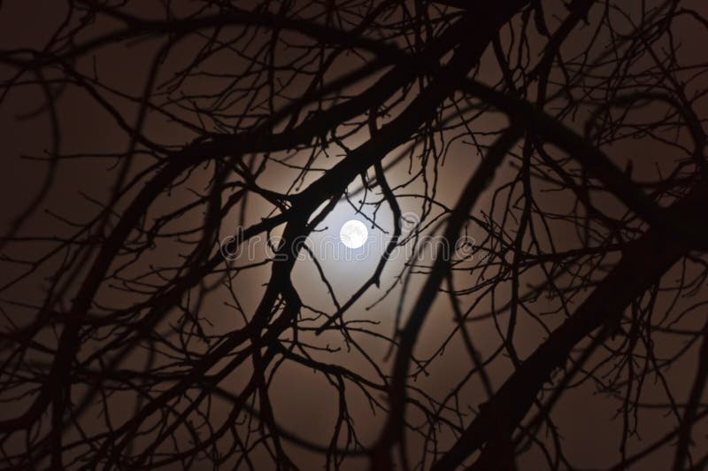 The Full Moon at Night through the Tree Branches Stock Photo - Image of ...