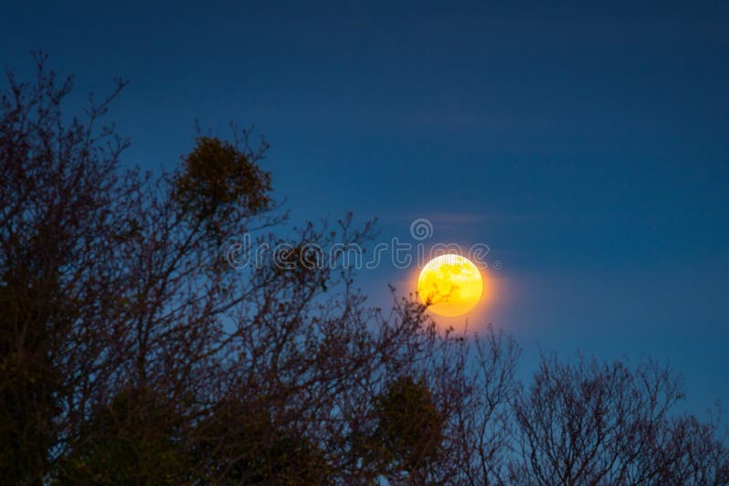 Full Moon Over the Dark Forest Stock Image - Image of moonlight, black ...