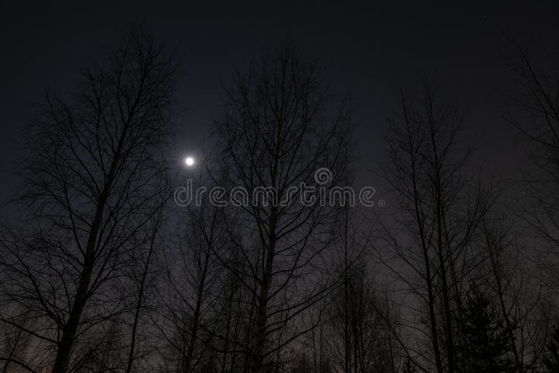 A Full Moon over a Forest stock photo. Image of night - 244066240