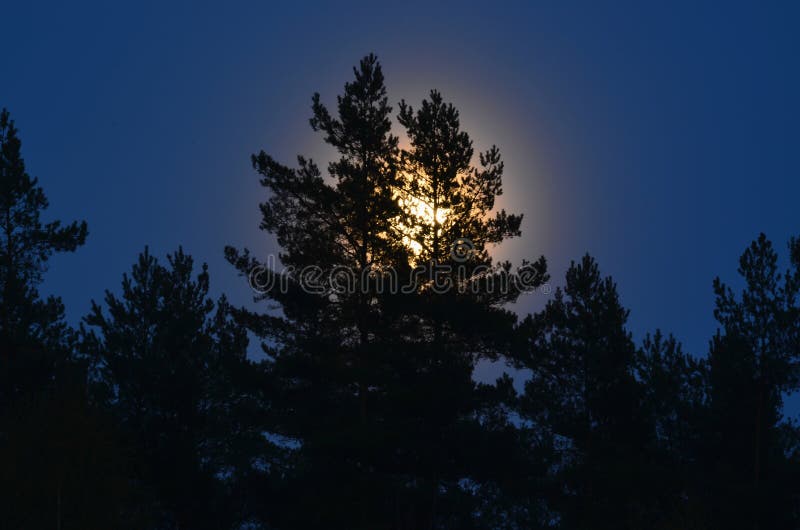 Full Moon Over the Forest, South Bohemia Stock Photo - Image of phase ...