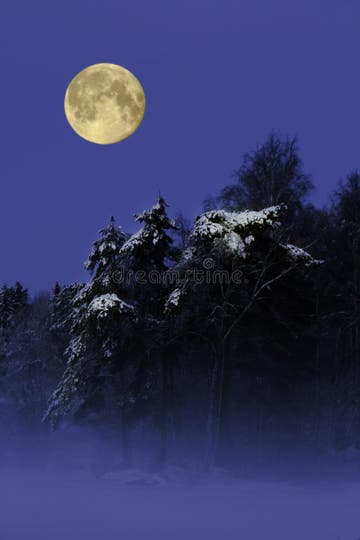 Full moon over snowy trees stock image. Image of tree - 17749945