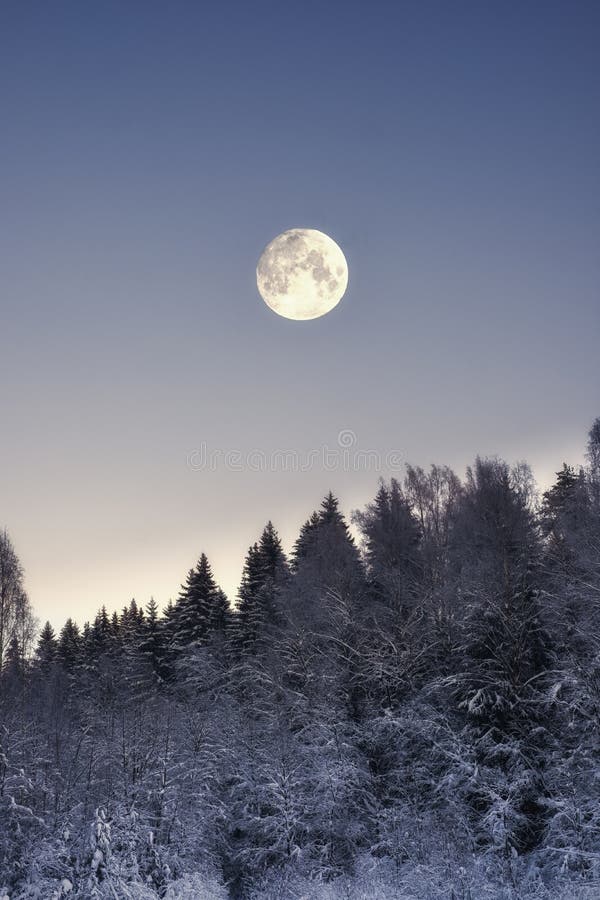 Full Moon Over Snowy Trees Stock Photos - Free & Royalty-Free Stock ...