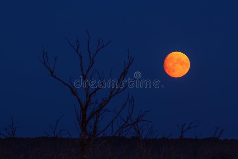 1,360 Moon Swamp Stock Photos - Free & Royalty-Free Stock Photos from ...