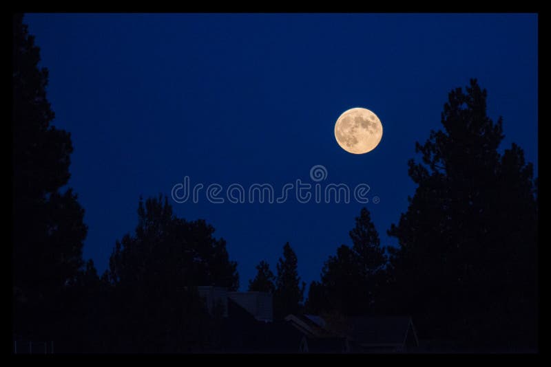 Full moon over trees stock image. Image of trees, bright - 35287685