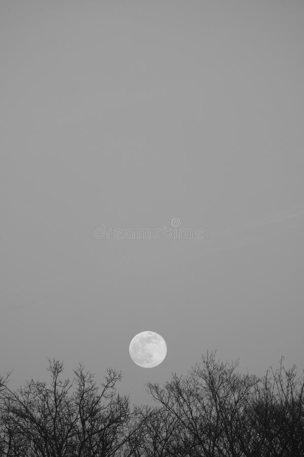 Full Moon Over Trees in Black and White Stock Image - Image of symbolic ...