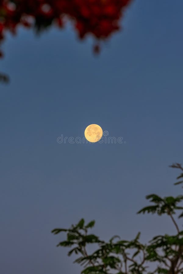 Full Moon Over the Trees in Egypt Stock Image - Image of meteorite ...